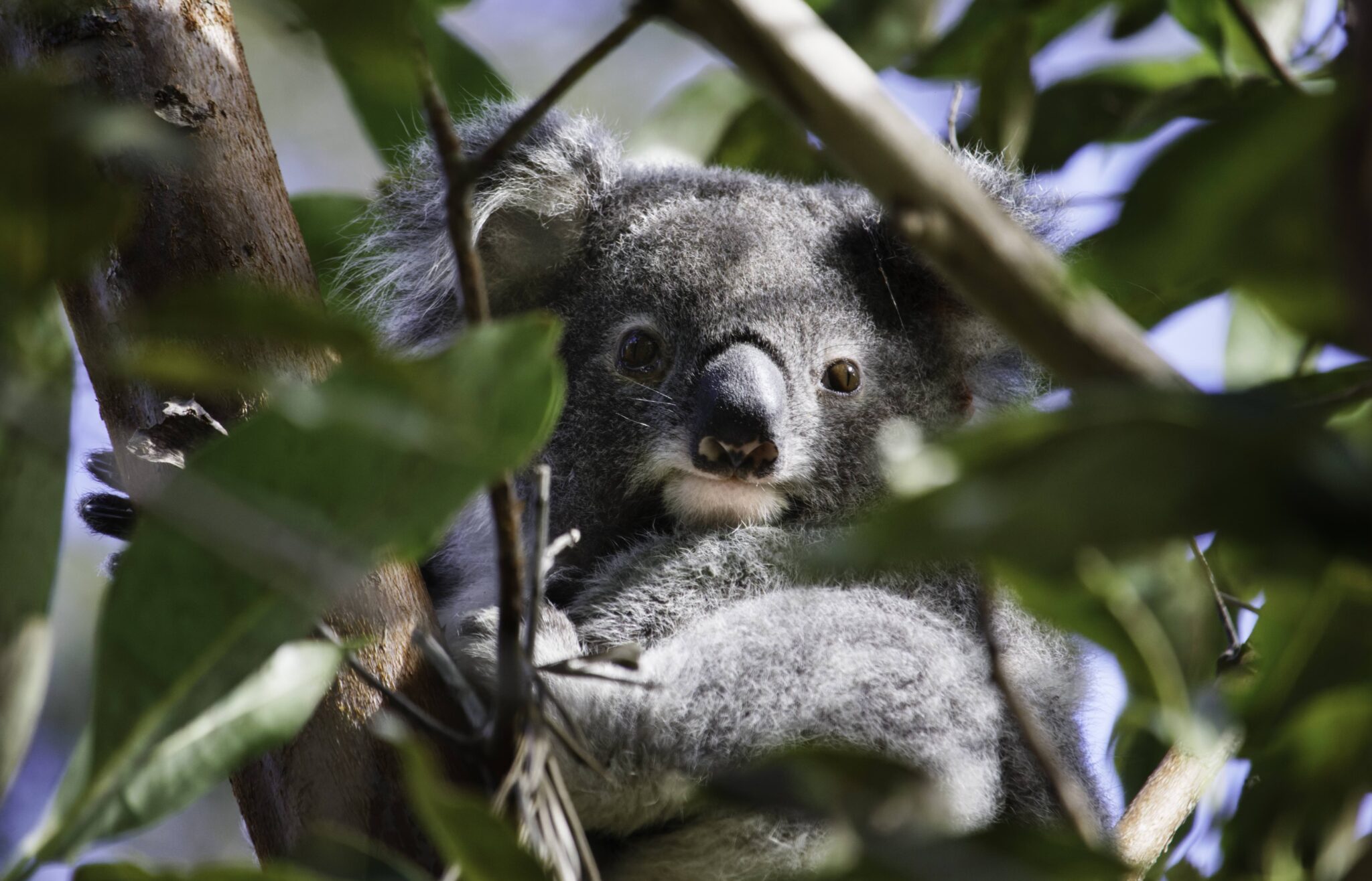 The Northern Rivers — Summerland Bank