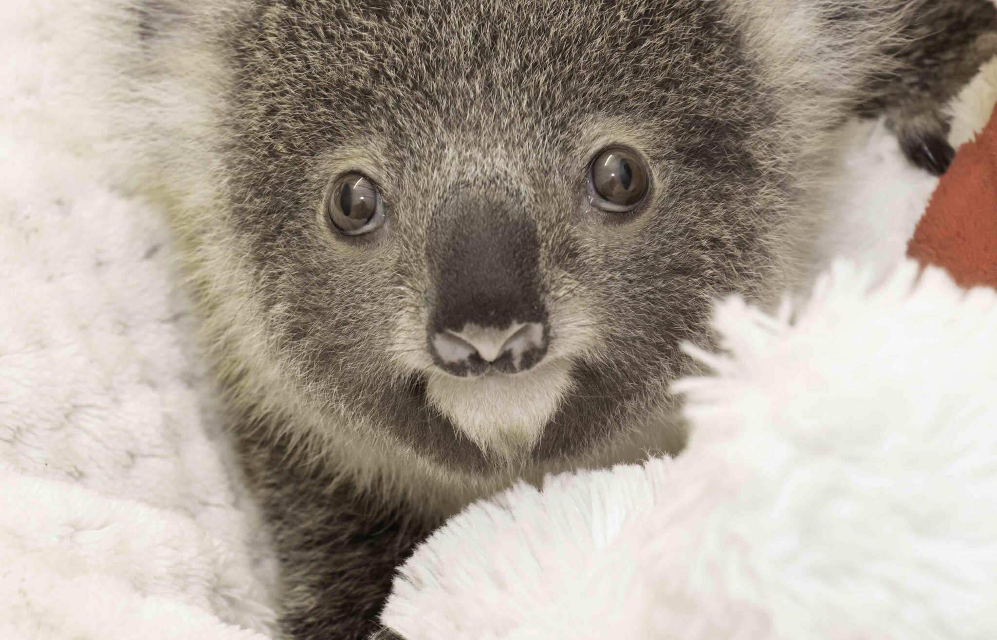 Ballina — Summerland Bank